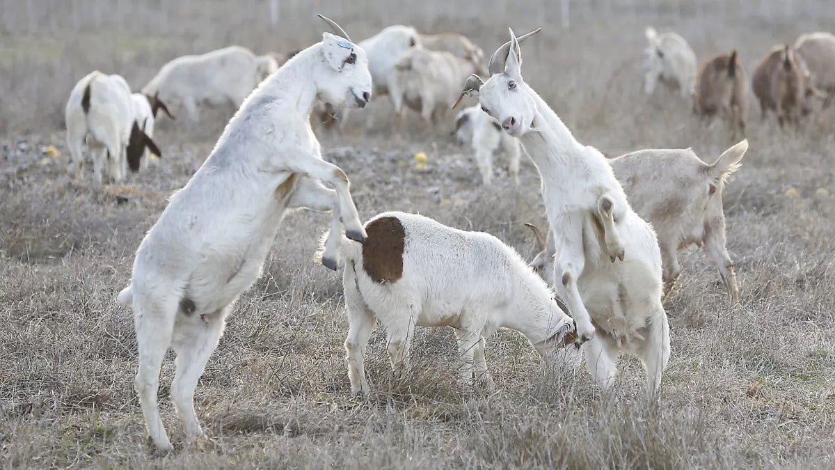 【Working goats help maintain Orange County open spaces and lessen fire